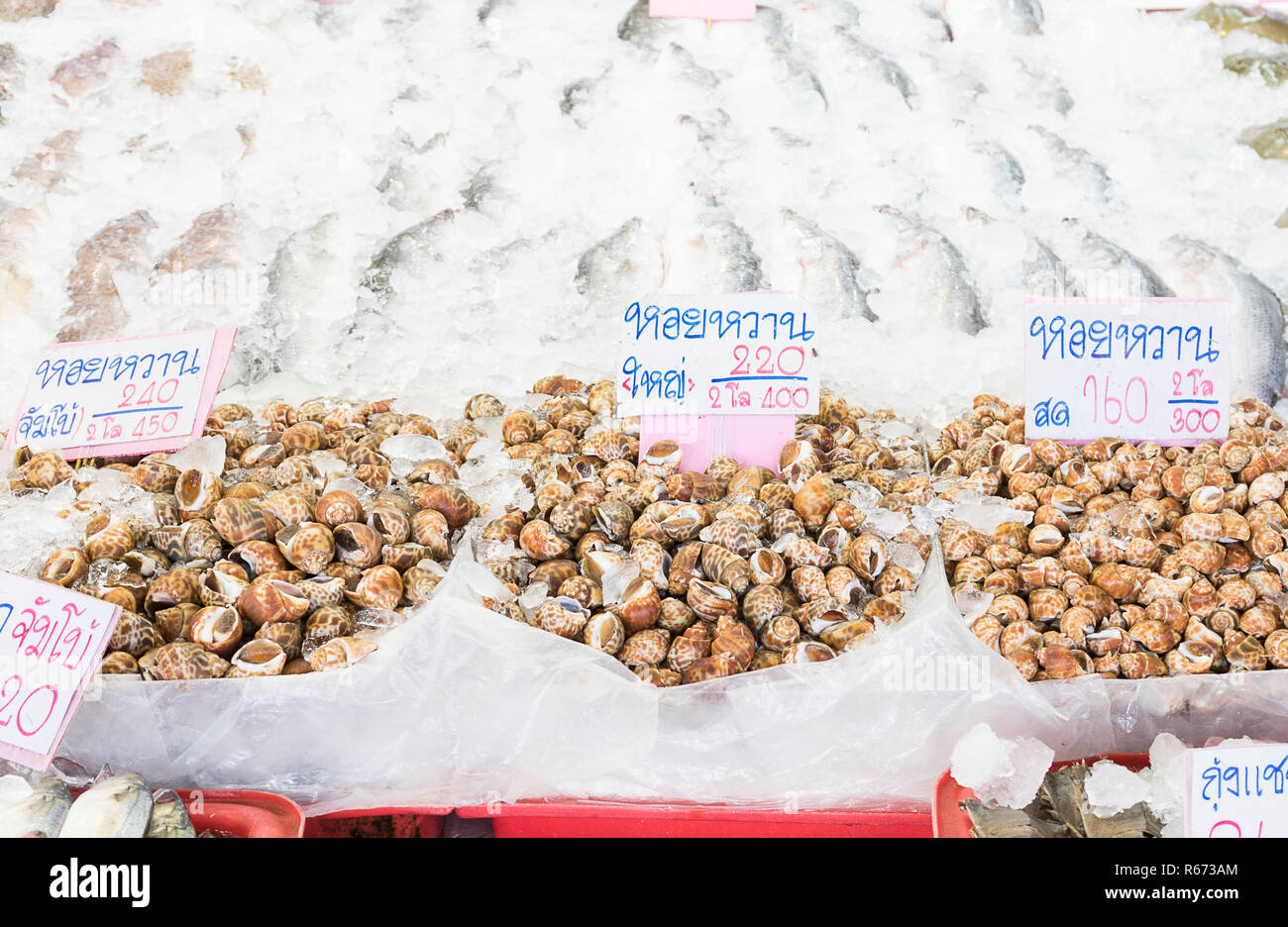 Brown Spotted Sea Shell High Resolution Stock Photography and Images ...