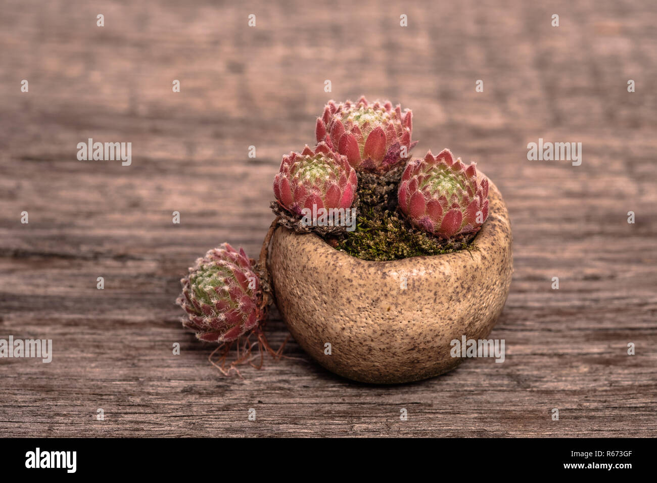 Persistent nature hi-res stock photography and images - Alamy