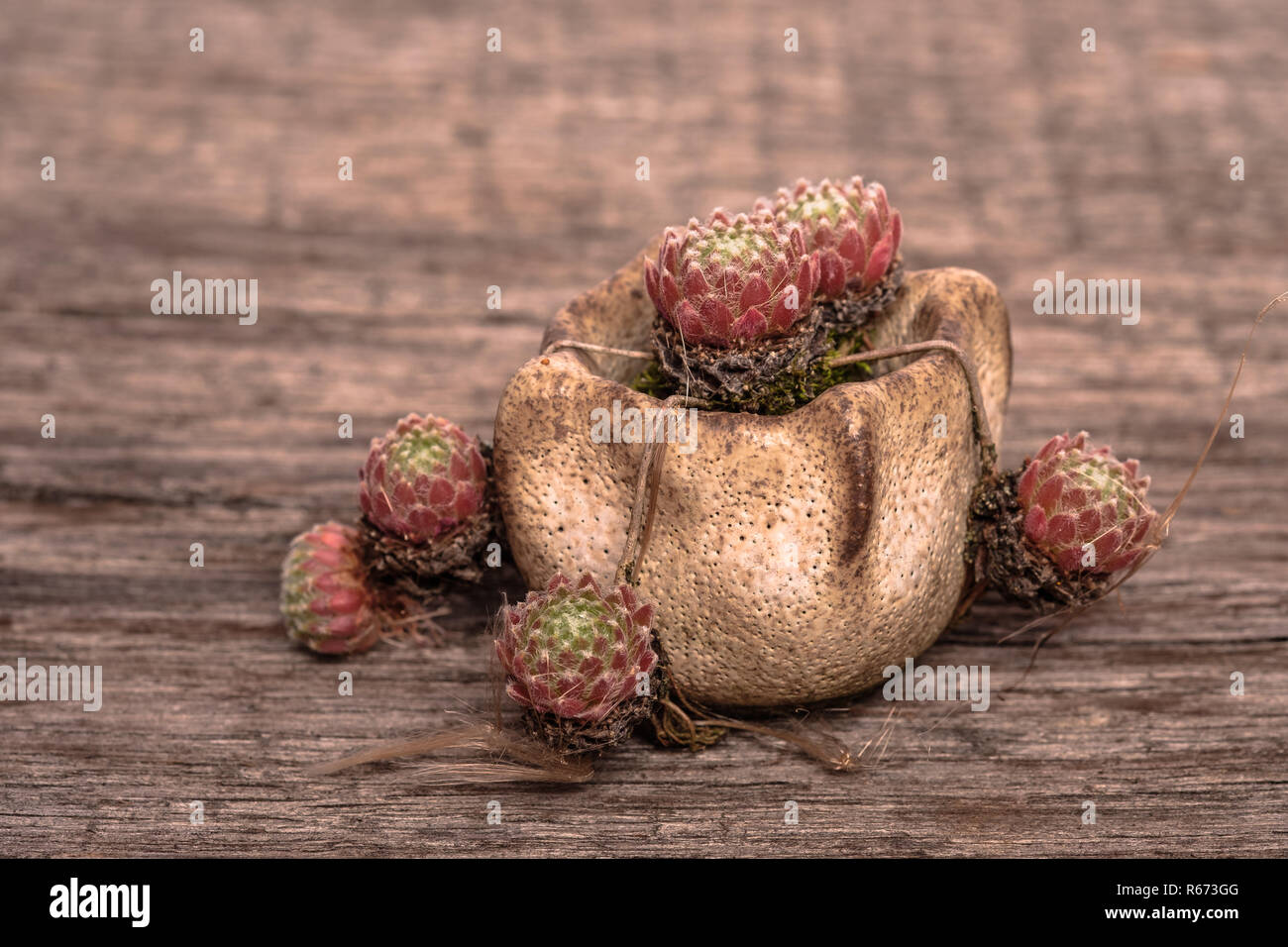 Persistent nature hi-res stock photography and images - Alamy
