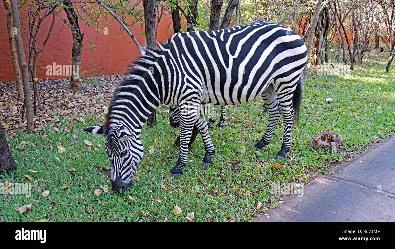 Zebra stripes snow hi-res stock photography and images - Alamy