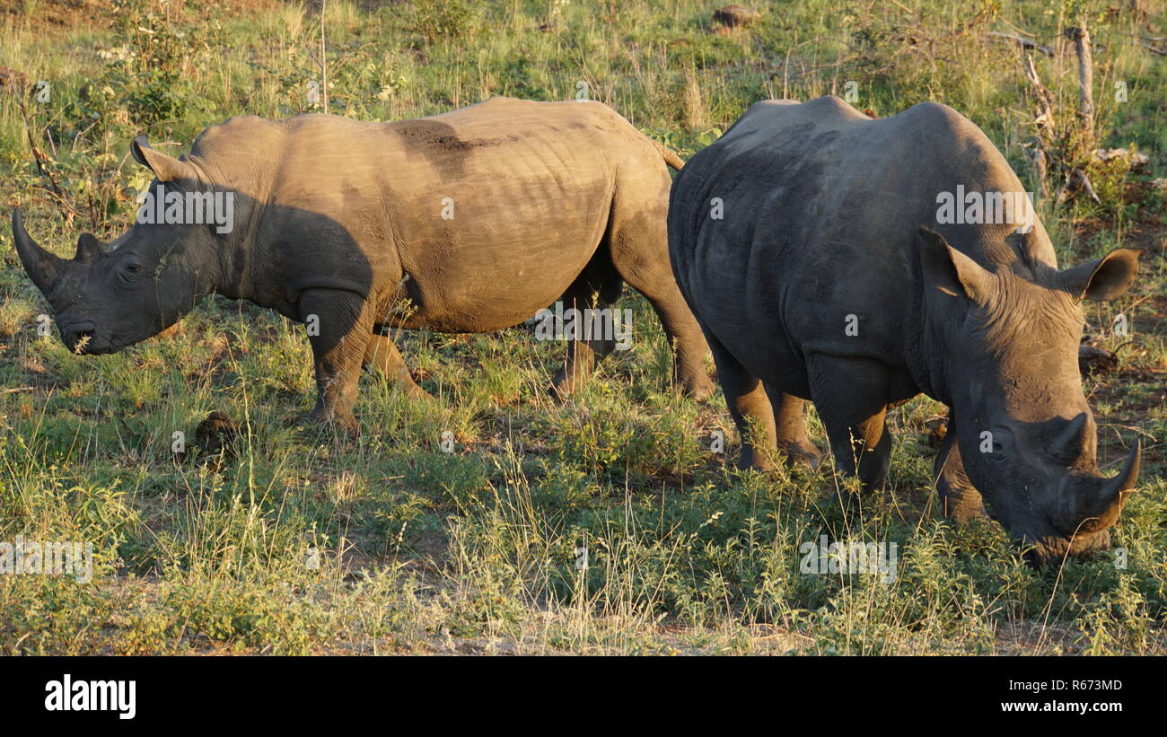 Wild animal rhino hi-res stock photography and images - Alamy