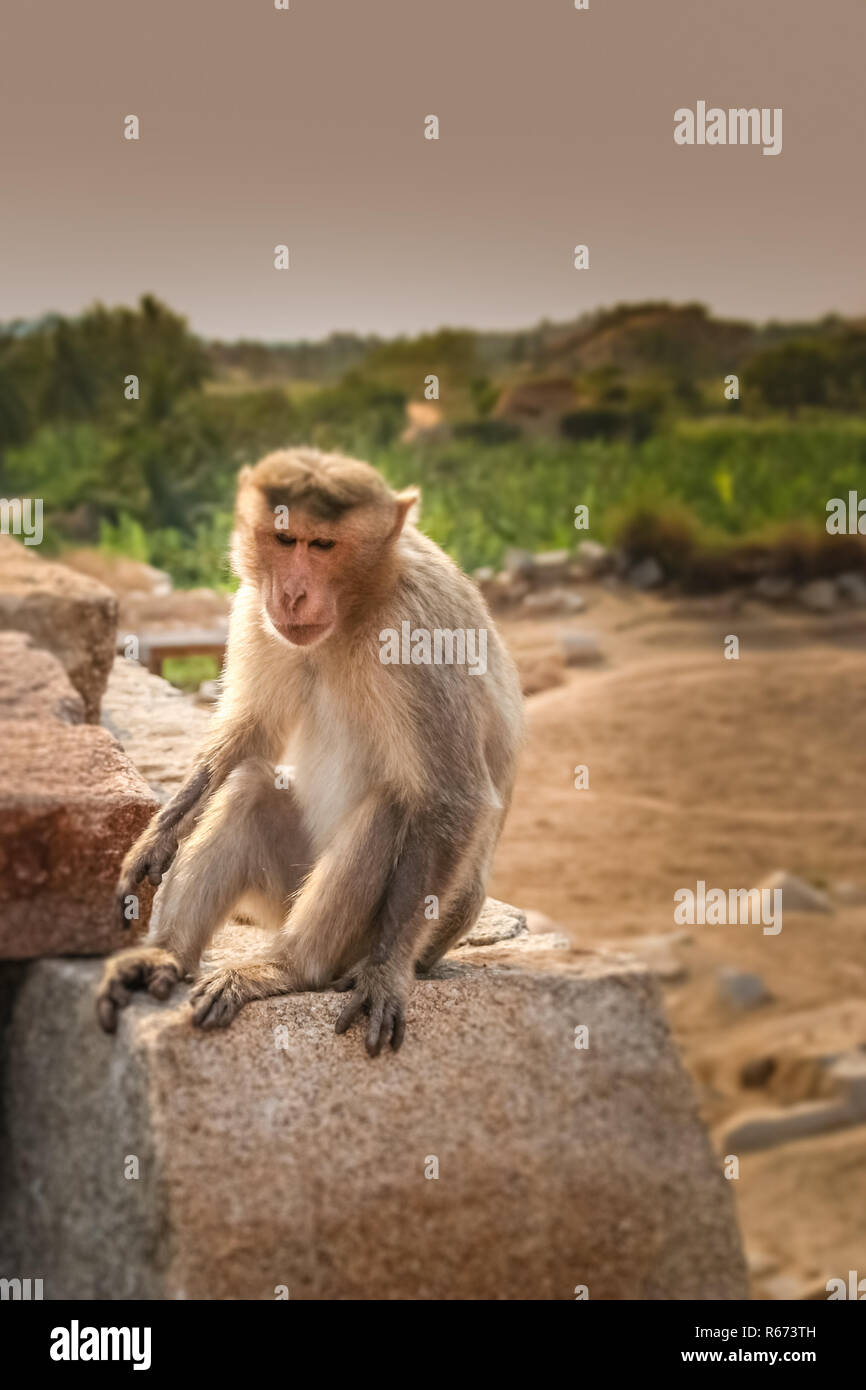 Wild macaque monkey Stock Photo - Alamy