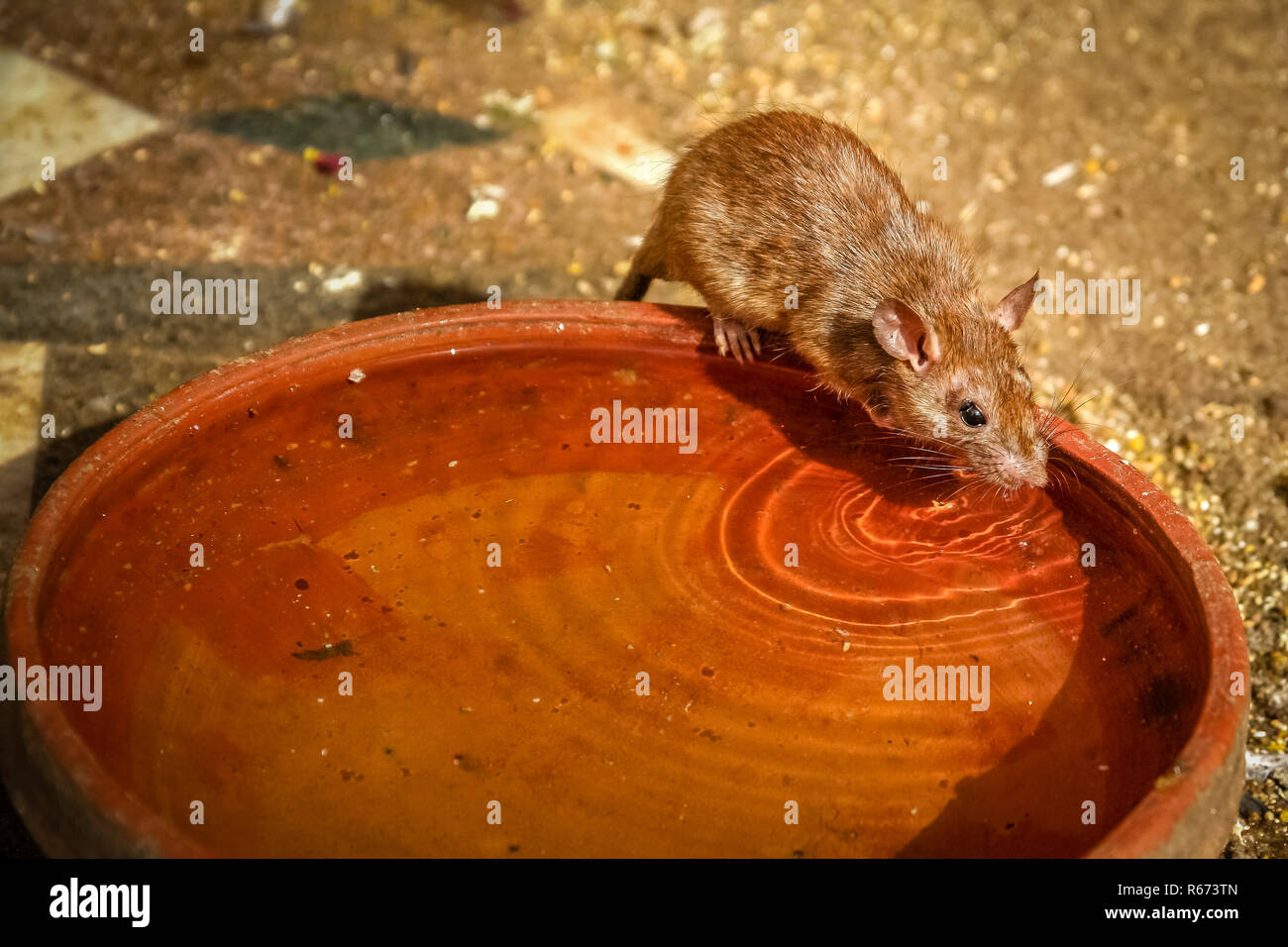 Rat drinking water hi-res stock photography and images - Alamy