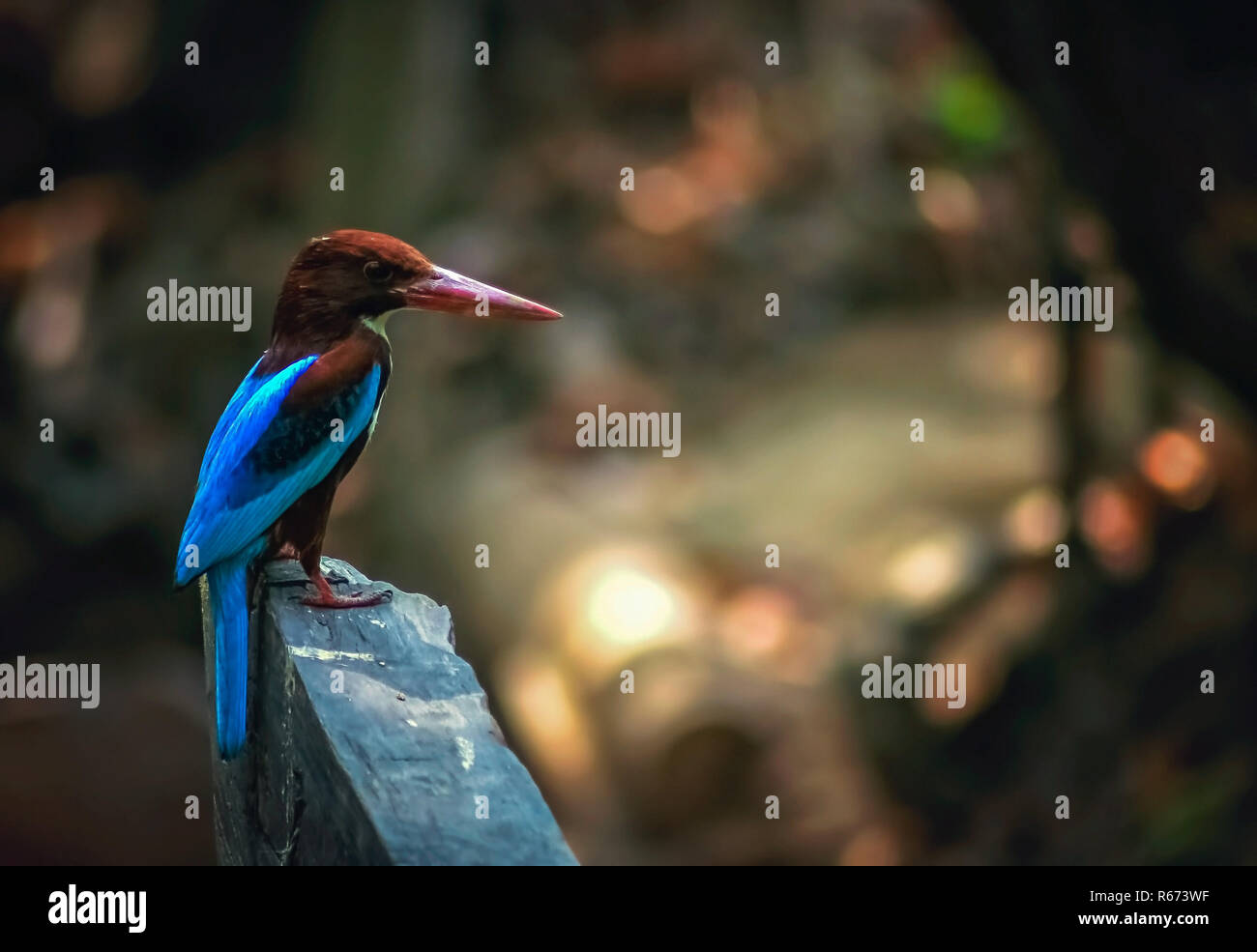 Rare wildlife in kerala hi-res stock photography and images - Alamy