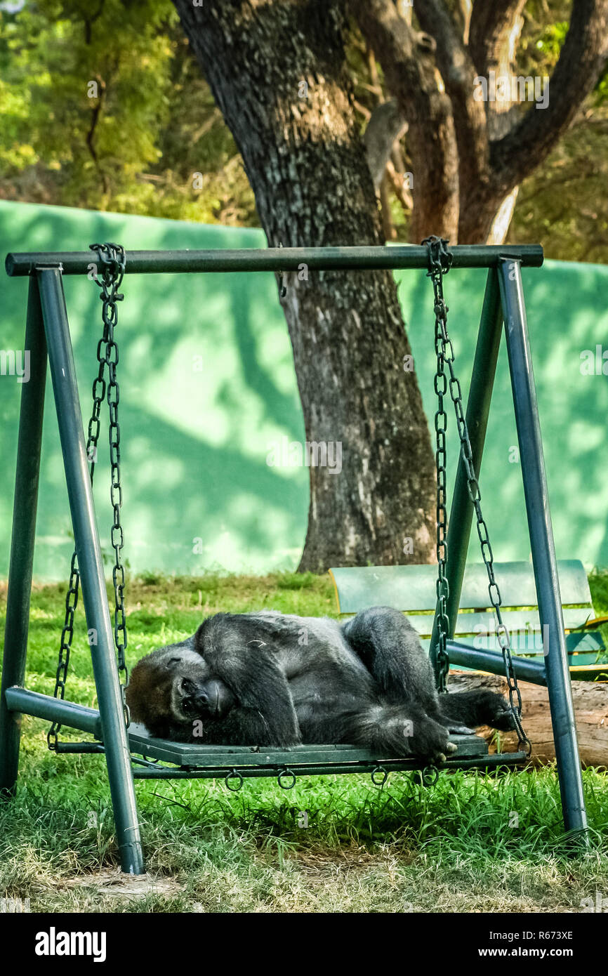 Big black gorilla sleeping Stock Photo - Alamy