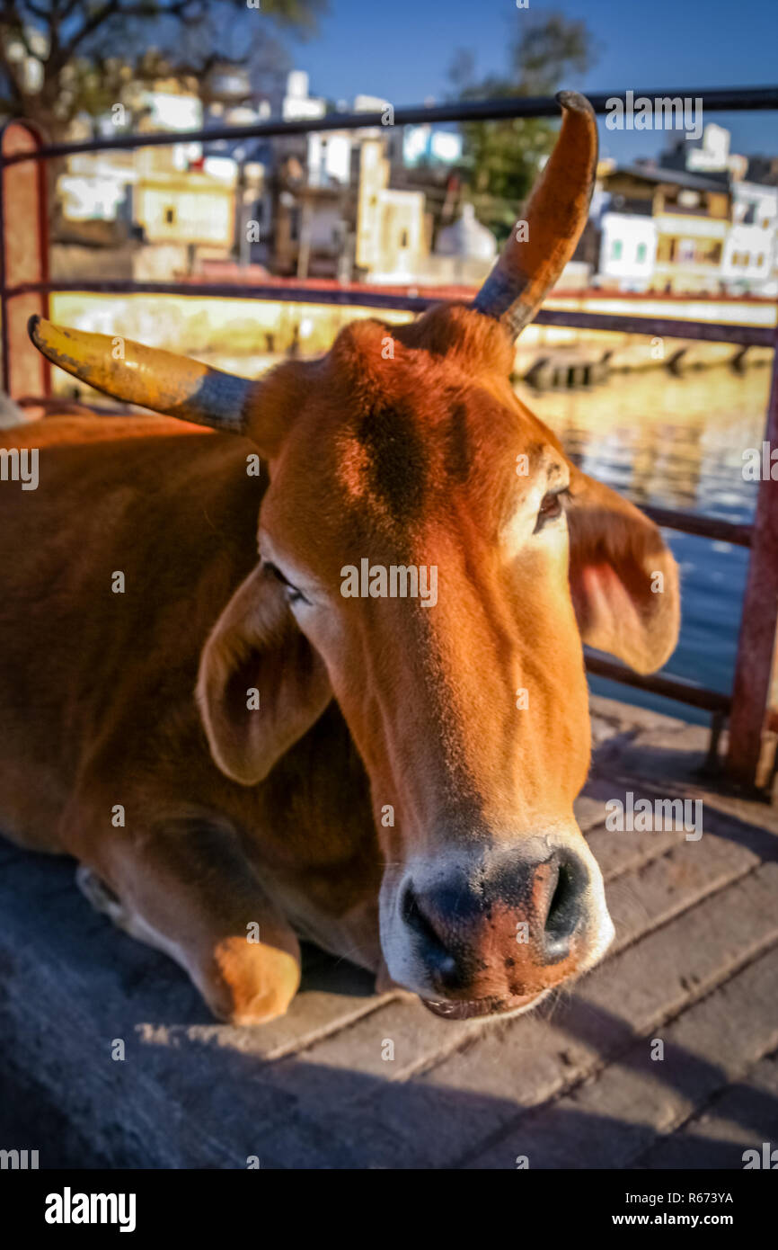 Brahma bull horns hi-res stock photography and images - Alamy