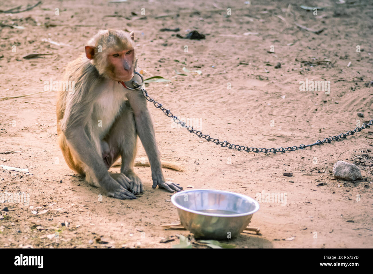 Small chained monkey Stock Photo - Alamy