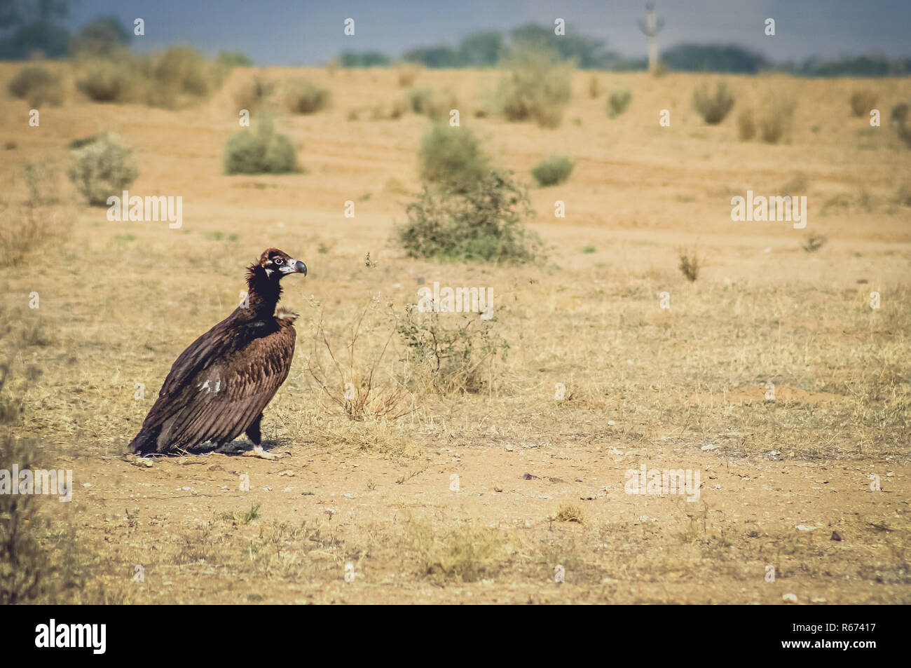 Big black vulture Stock Photo - Alamy