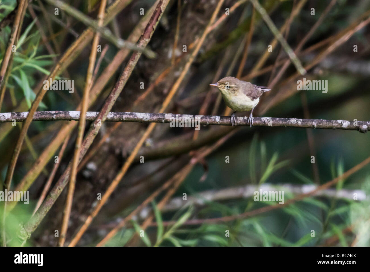 Fitis hi-res stock photography and images - Alamy