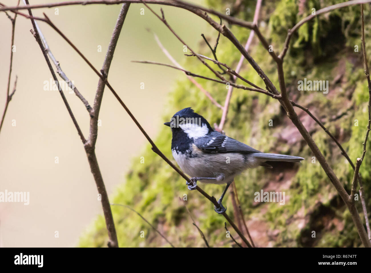 swamp tit (parus palustris Stock Photo - Alamy