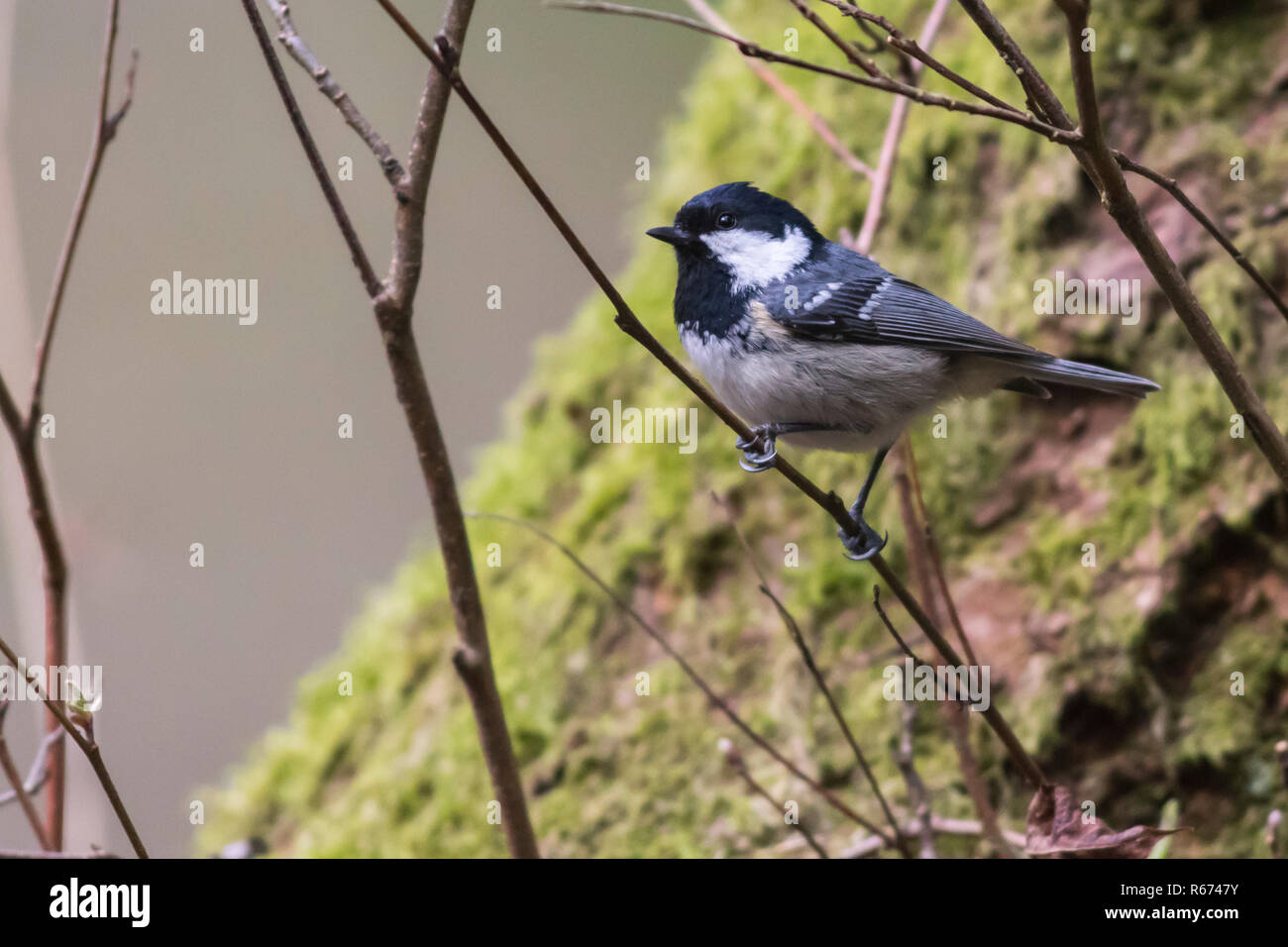 swamp tit (parus palustris Stock Photo - Alamy