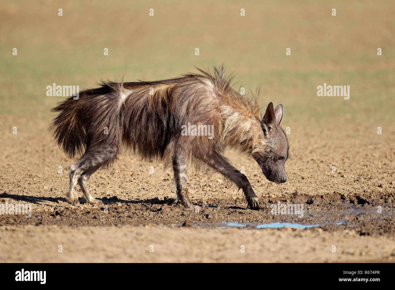 Brown hyena drinking water Stock Photo - Alamy