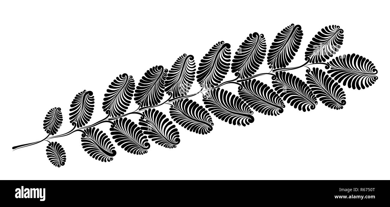 Leaf of acacia Black and White Stock Photos & Images - Alamy