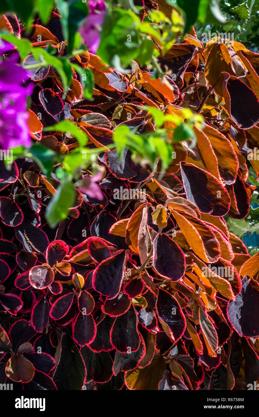 Colourful wildflower patch hi-res stock photography and images - Alamy