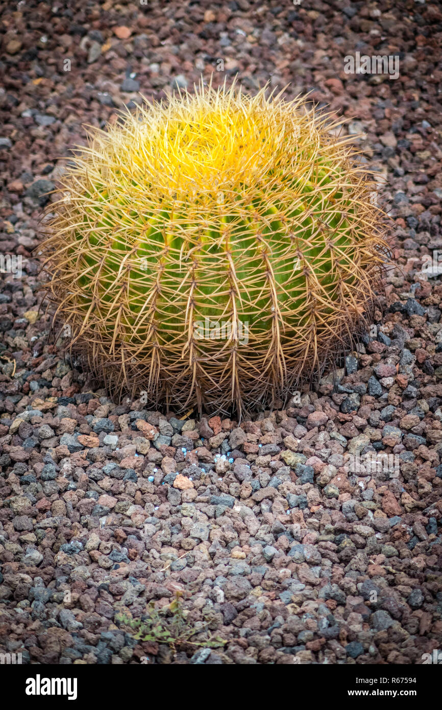 Big round barrel cactus hi-res stock photography and images - Alamy