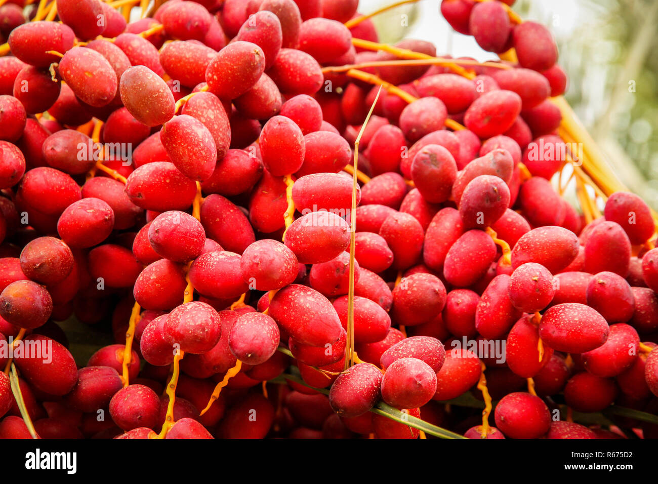 Fresh red dates Stock Photo - Alamy