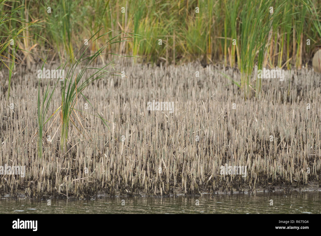 Cut reed hi-res stock photography and images - Alamy