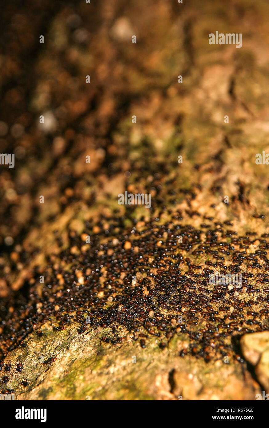 Moving Ants Colony Stock Photo - Alamy