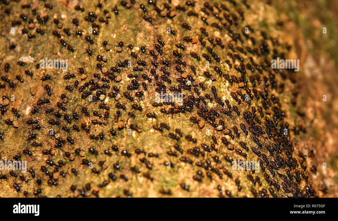 Ants moving leaves hi-res stock photography and images - Alamy