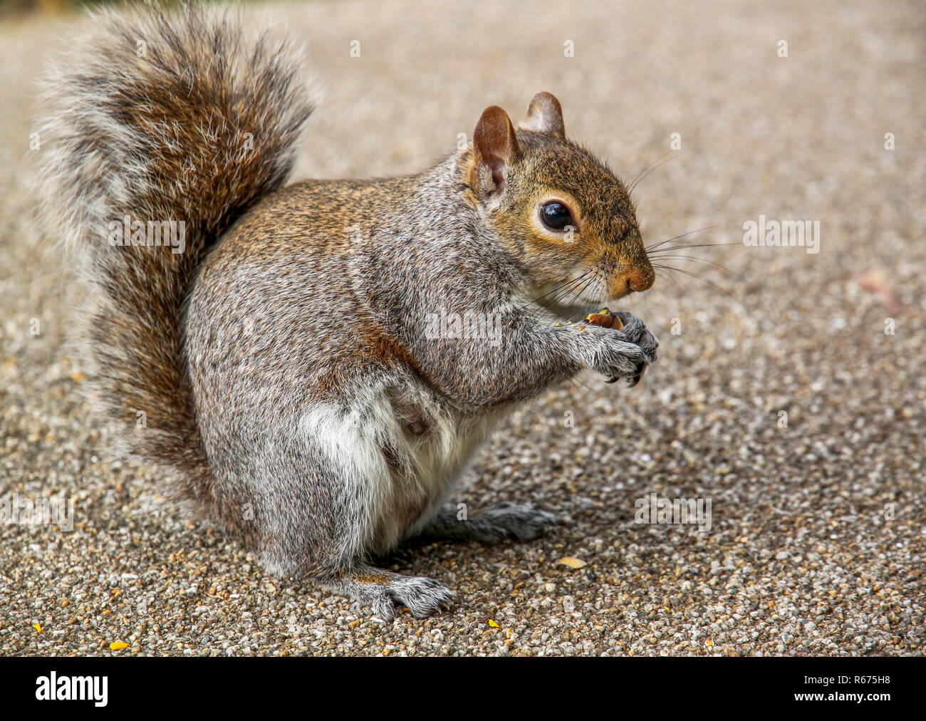 Squirrel eating nut Stock Photo - Alamy