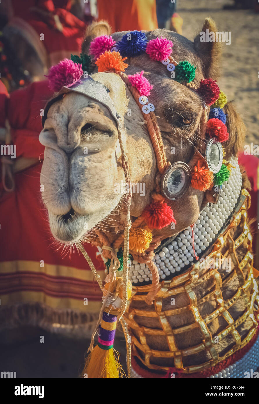 Gorgeous camel hi-res stock photography and images - Alamy