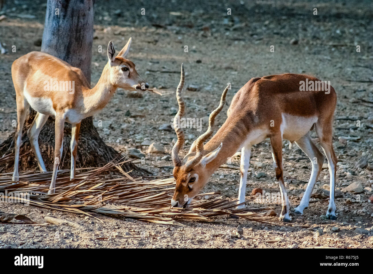 Indian blackbuck feeding hi-res stock photography and images - Alamy
