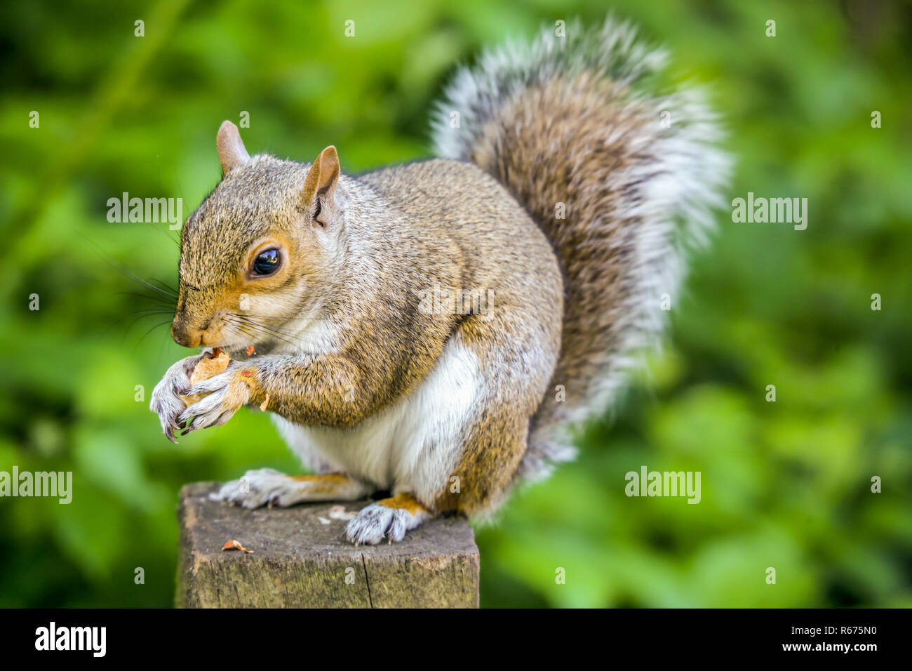 Squirrel eating nut Stock Photo - Alamy
