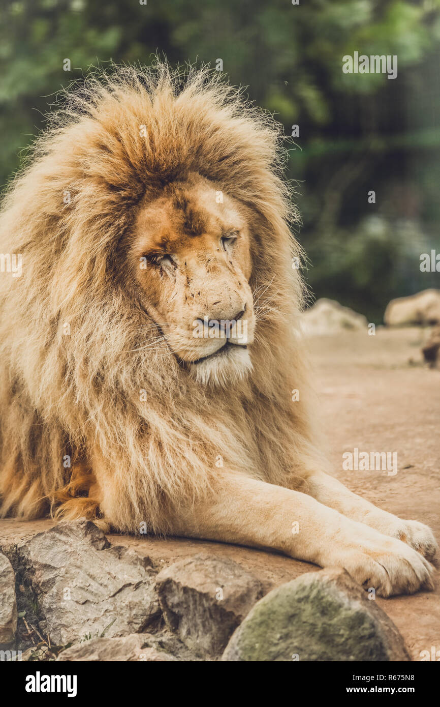 Sad looking male lion hi-res stock photography and images - Alamy