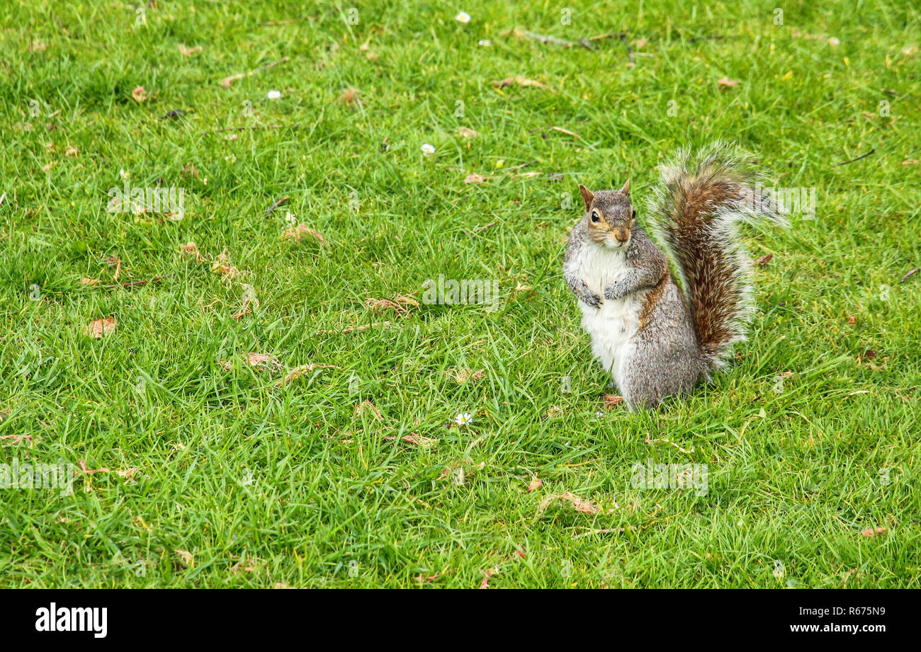 Squirrel In a Grass Stock Photo - Alamy