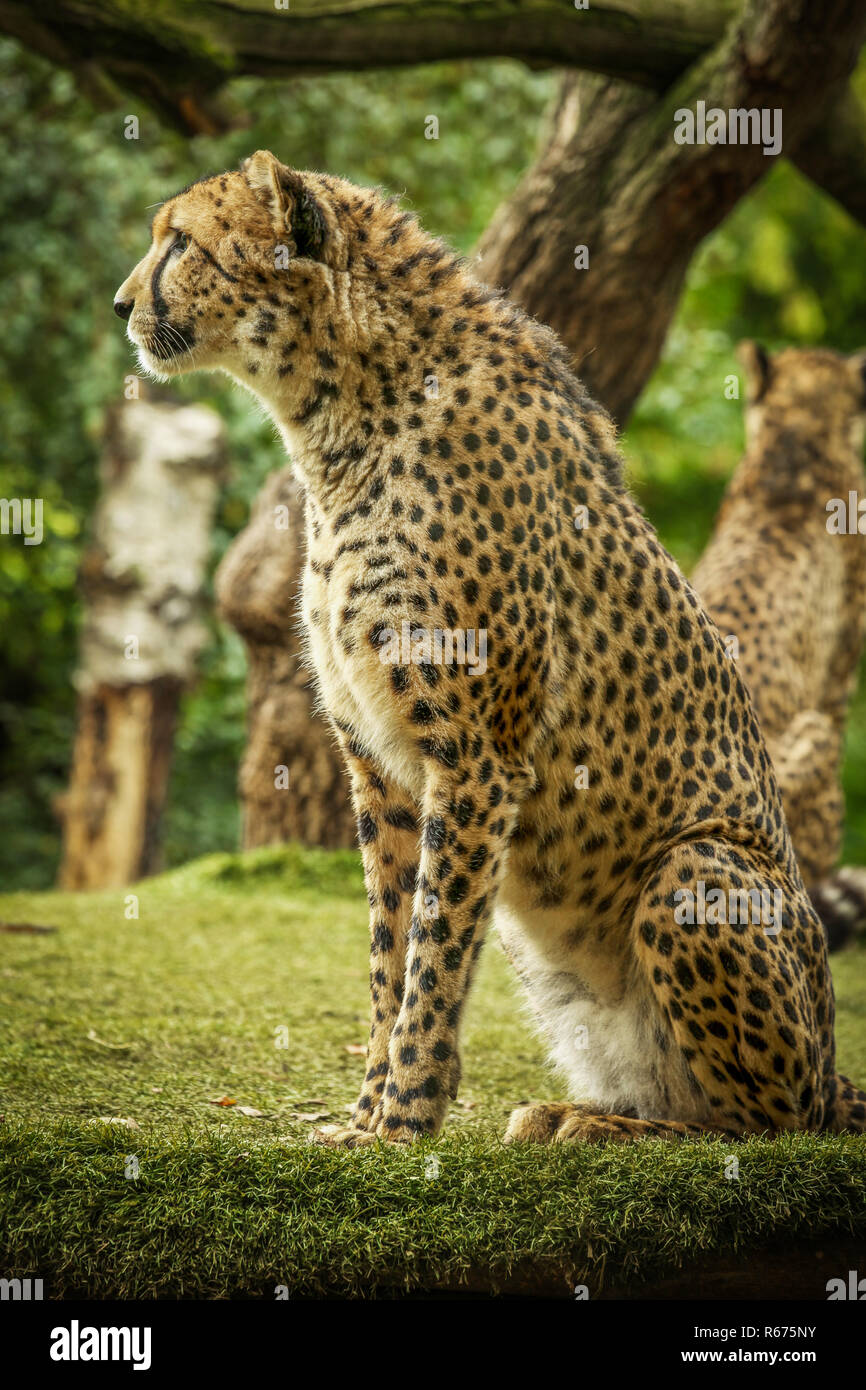 Proud Cheetah posing Stock Photo - Alamy