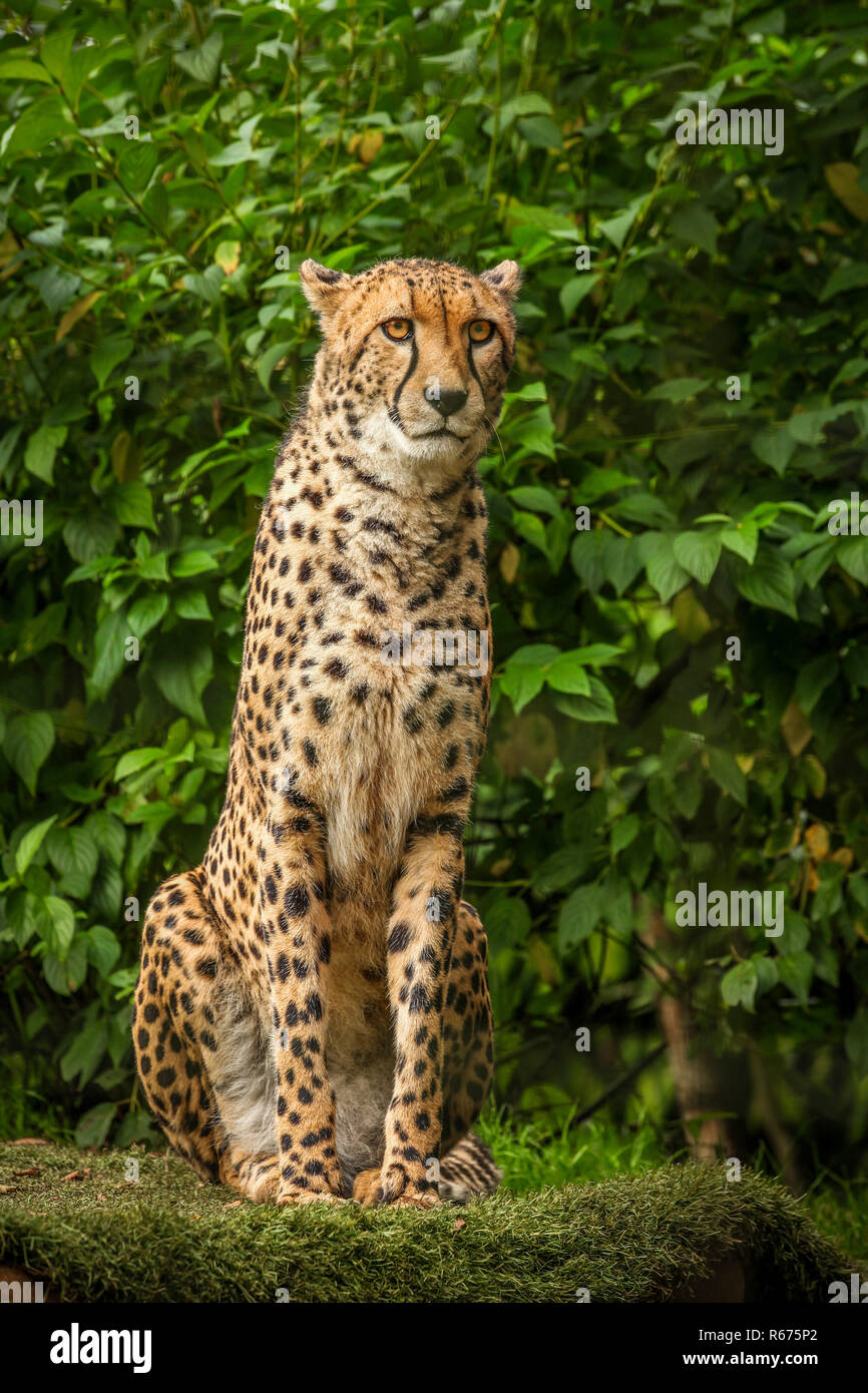 Proud Cheetah posing Stock Photo - Alamy