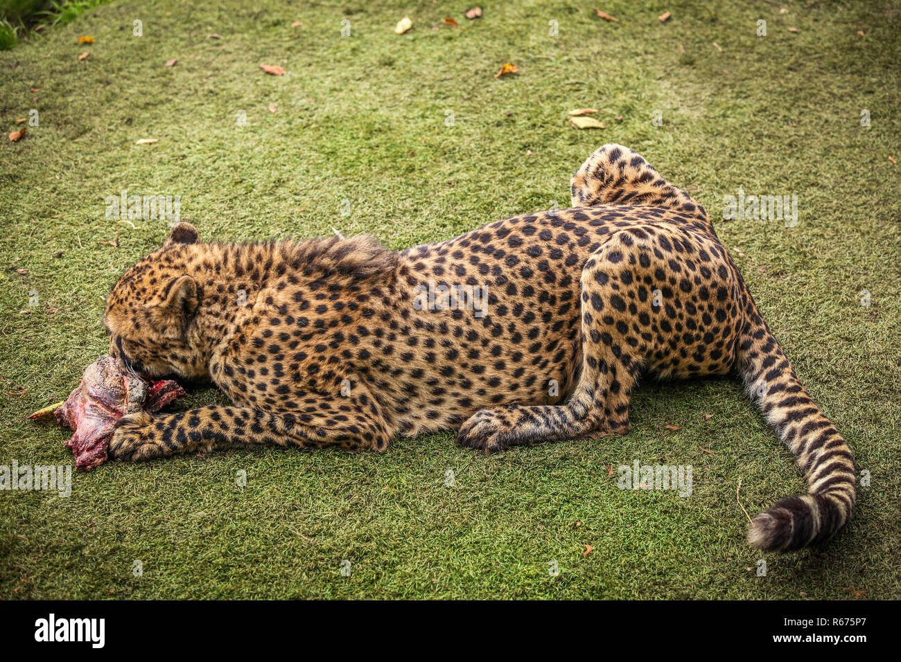 Cheetah animal africa safari eating wilderness grass feline spots hi ...