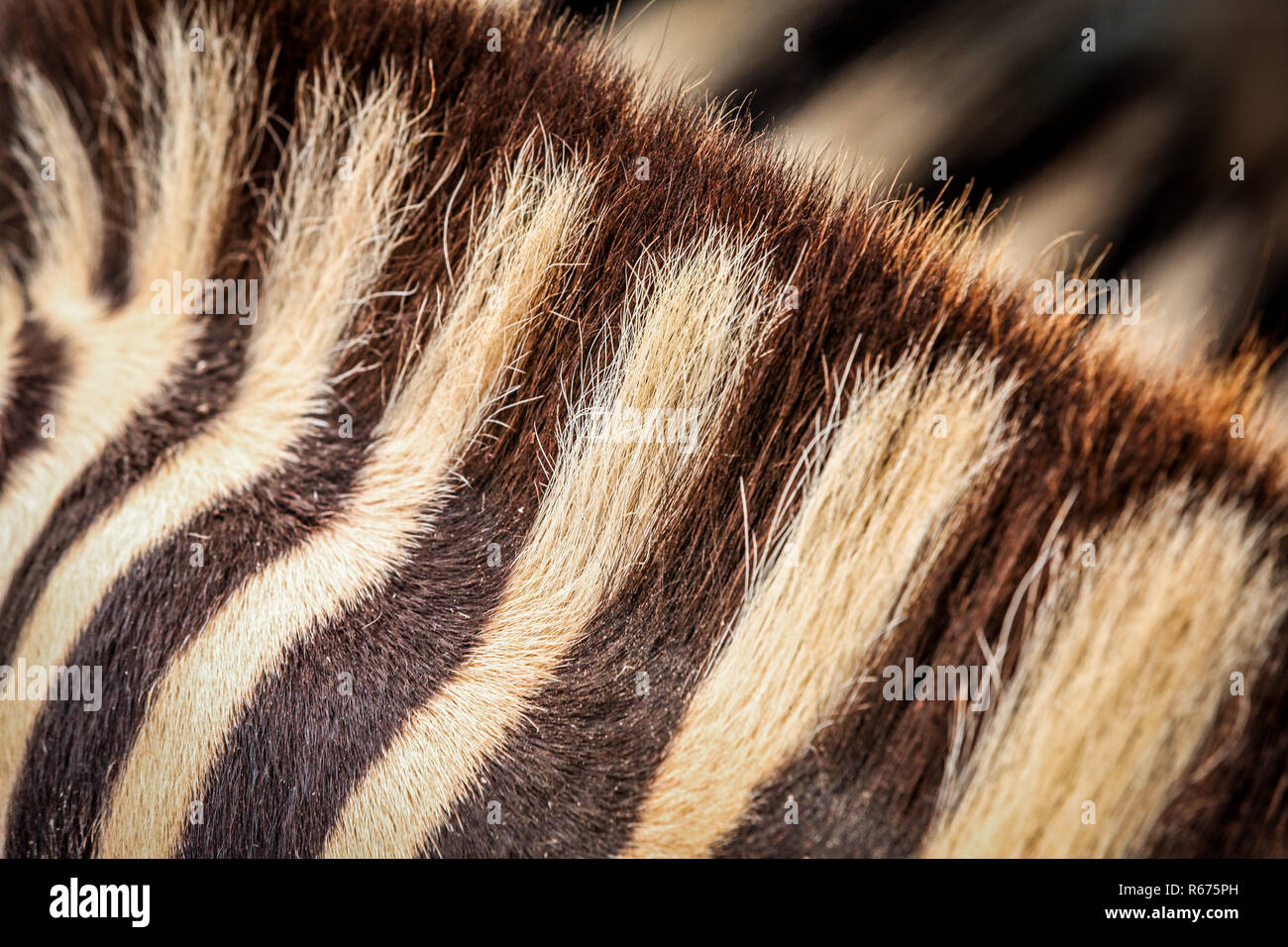 Fur of zebra Stock Photo - Alamy