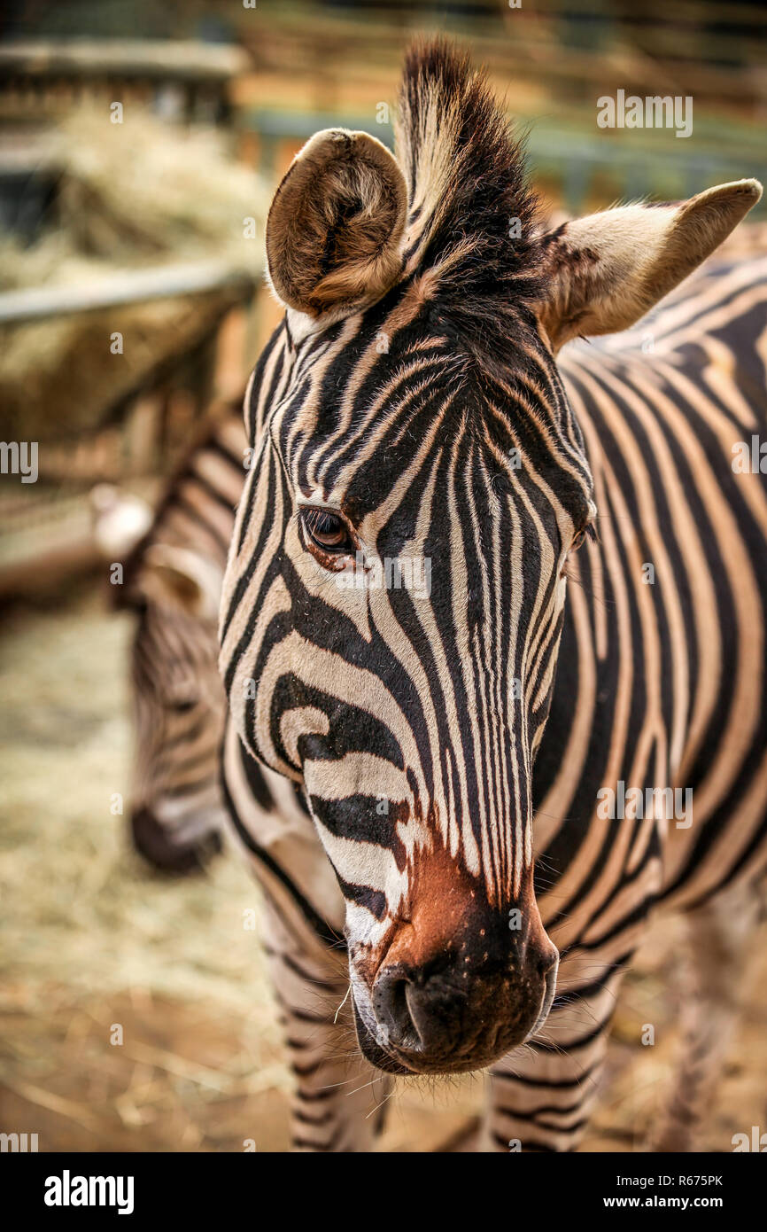 Head of zebra Stock Photo - Alamy