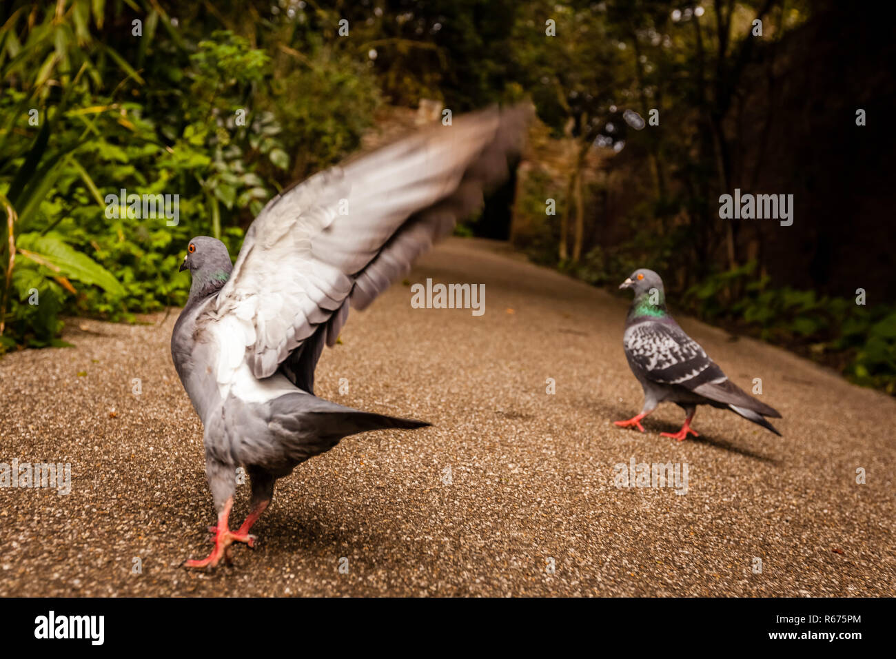 Pigeon about to fly Stock Photo - Alamy