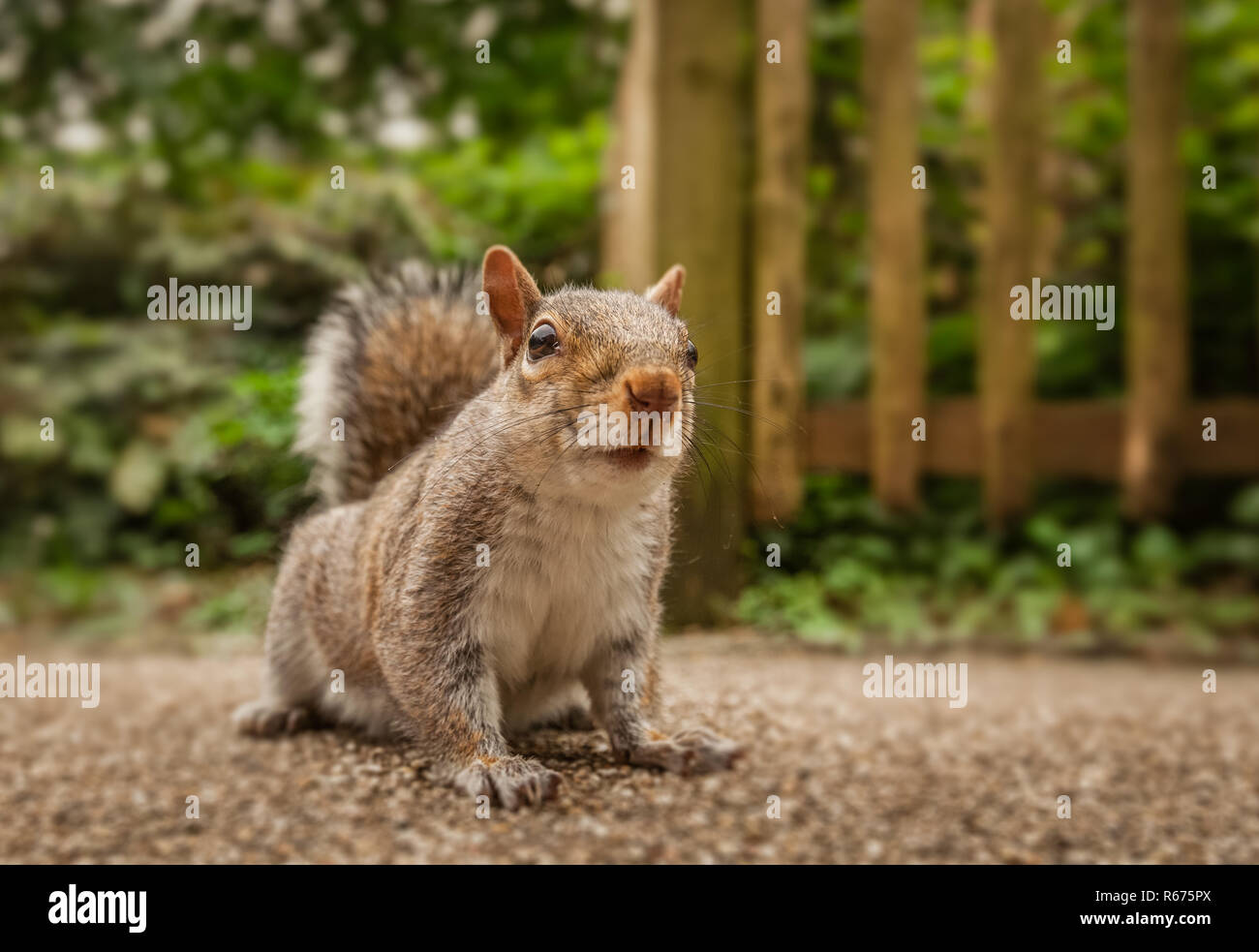 Squirrel in a park Stock Photo - Alamy