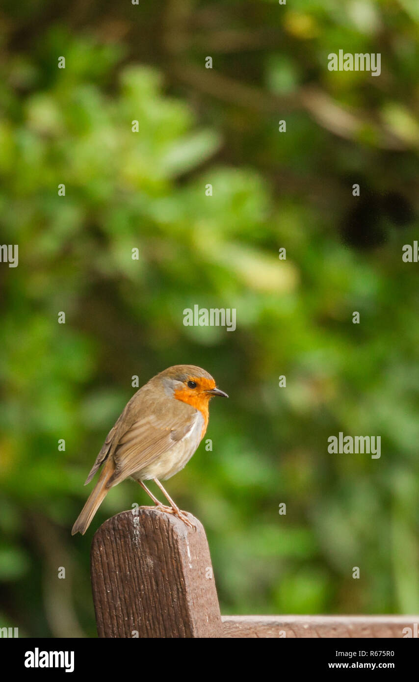 Small Robin bird Stock Photo - Alamy