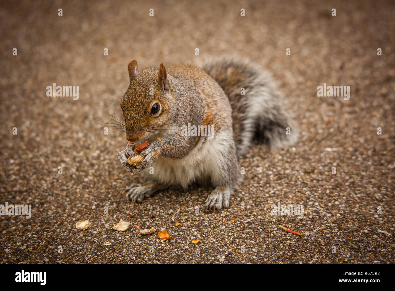 Squirrel eating nut Stock Photo - Alamy