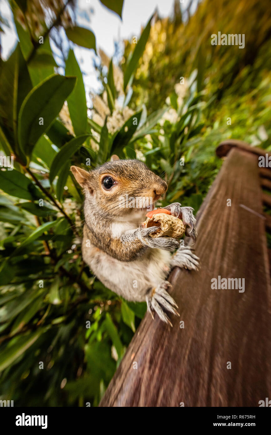 Squirrel eating nut Stock Photo - Alamy