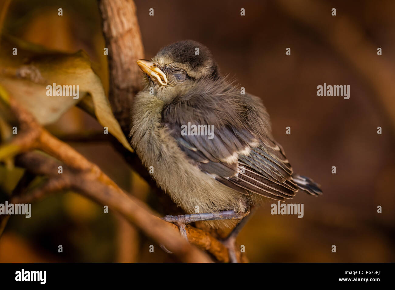 Baby tit on a tree branch Stock Photo - Alamy