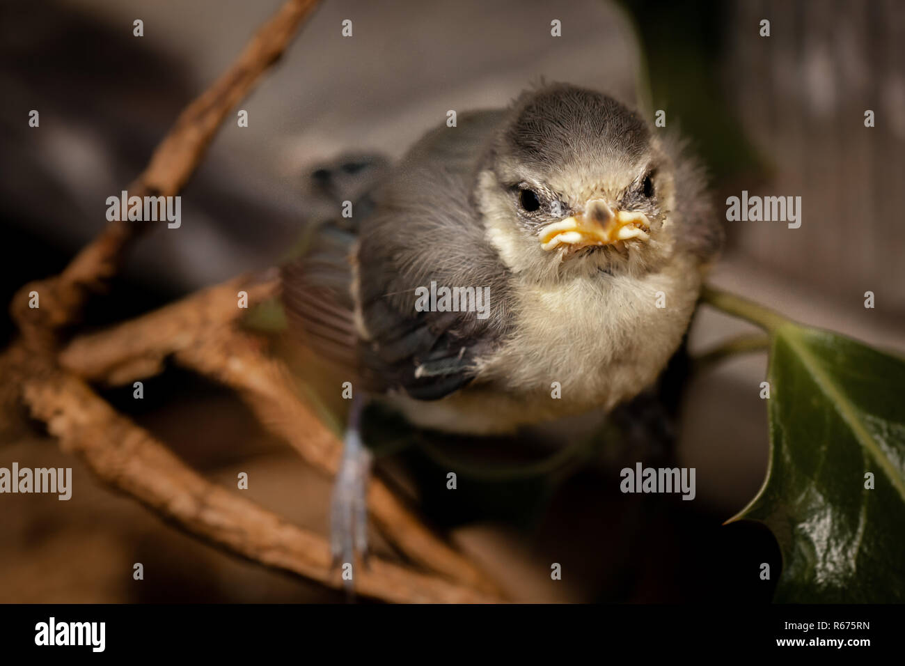 Baby tit on a tree branch Stock Photo - Alamy
