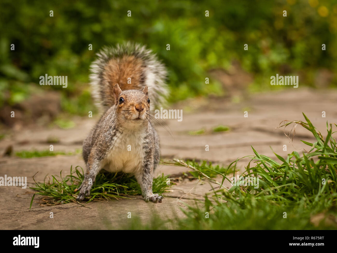 Squirrel in a park Stock Photo - Alamy