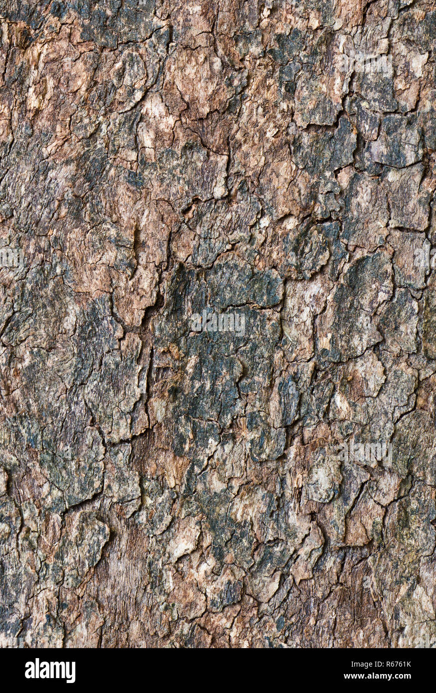 Bark tree surface termites hi-res stock photography and images - Alamy