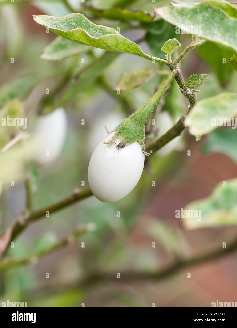 Tree agriculture farming progenies hi-res stock photography and images ...