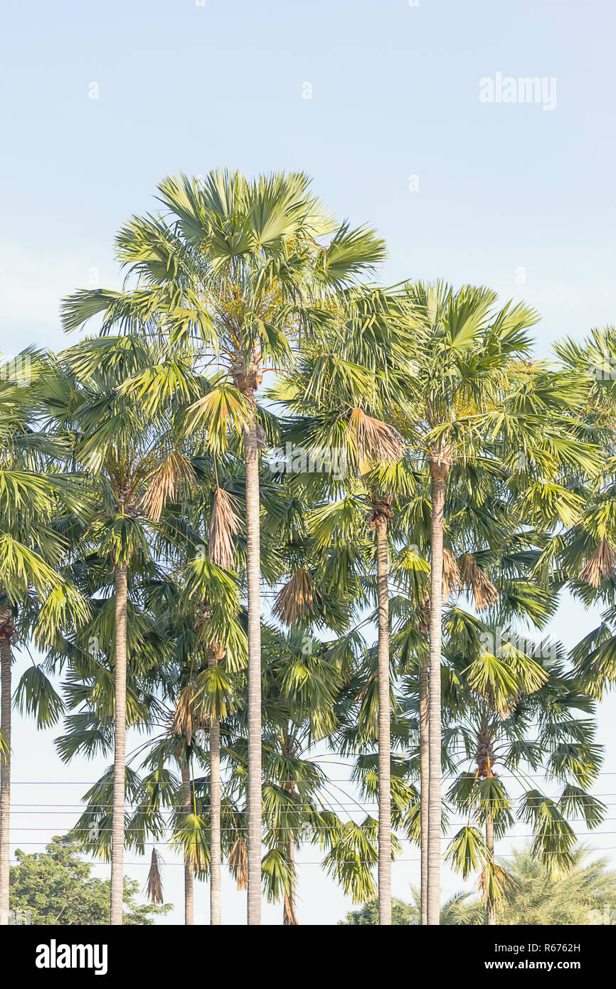 View of palm trees Stock Photo - Alamy