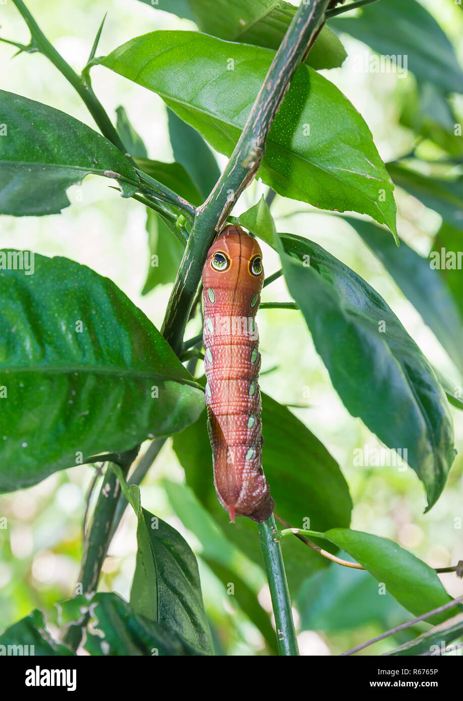 Worm on the tree Stock Photo - Alamy