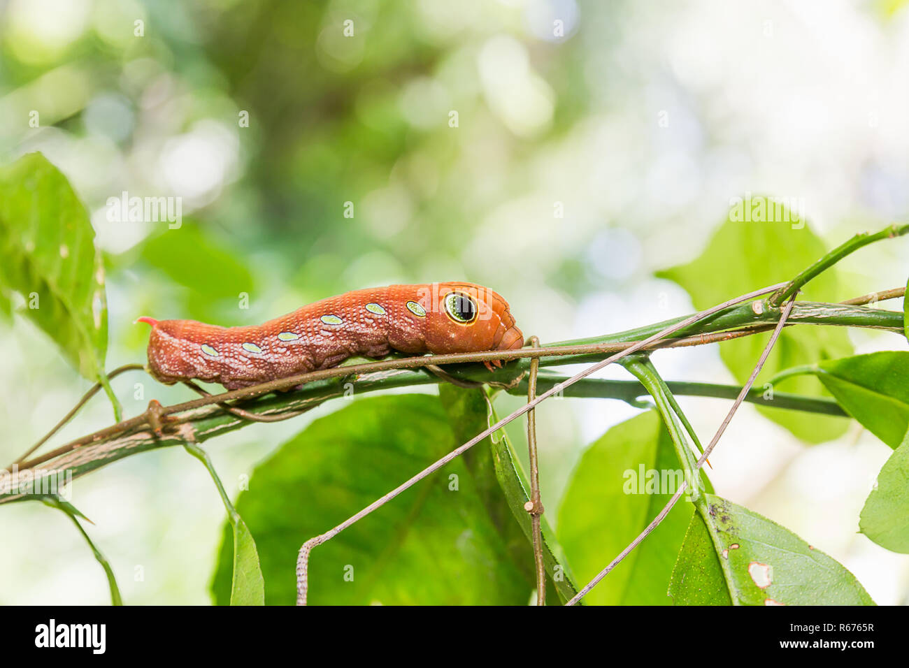 Fat green worm hi-res stock photography and images - Alamy