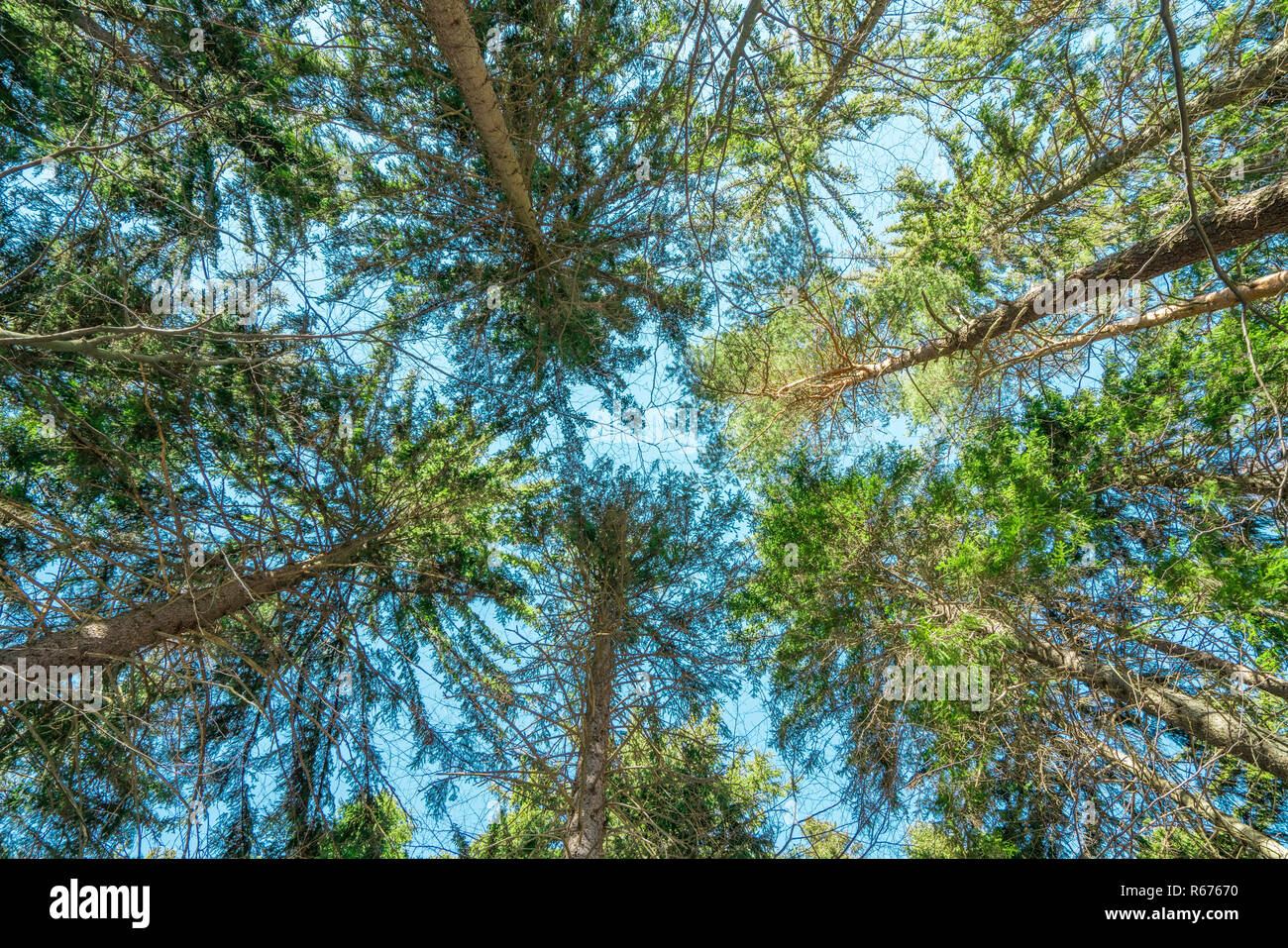 Treetops in a forest Stock Photo - Alamy