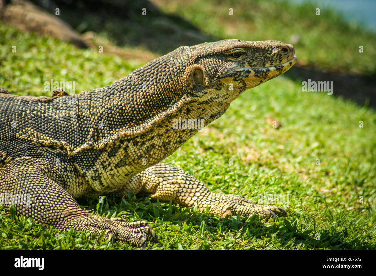 Big Lizard close up Stock Photo - Alamy