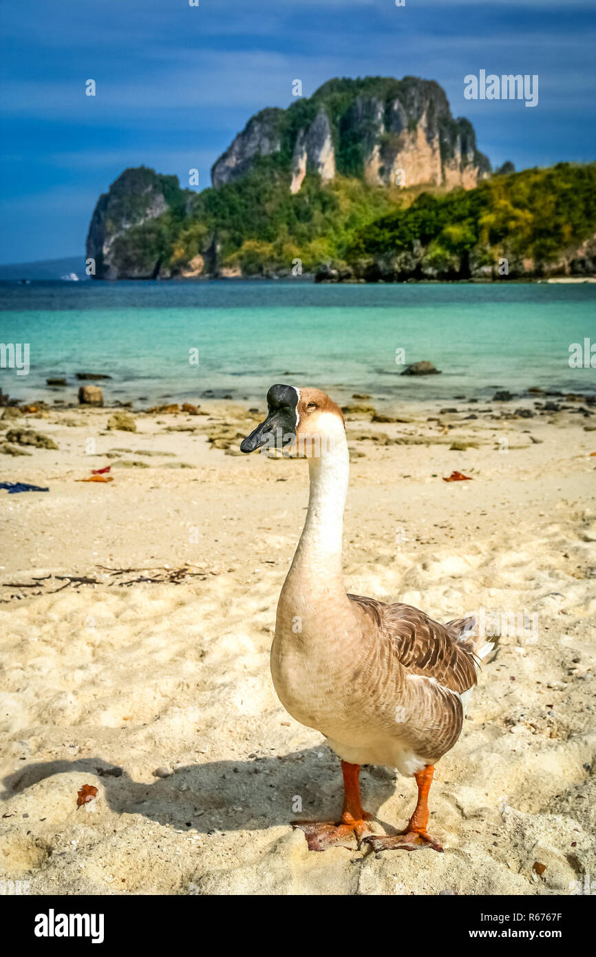 Goose On The Beach Stock Photo - Alamy